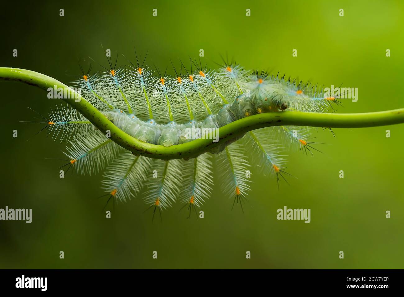 Caterpillar fire hi-res stock photography and images - Alamy