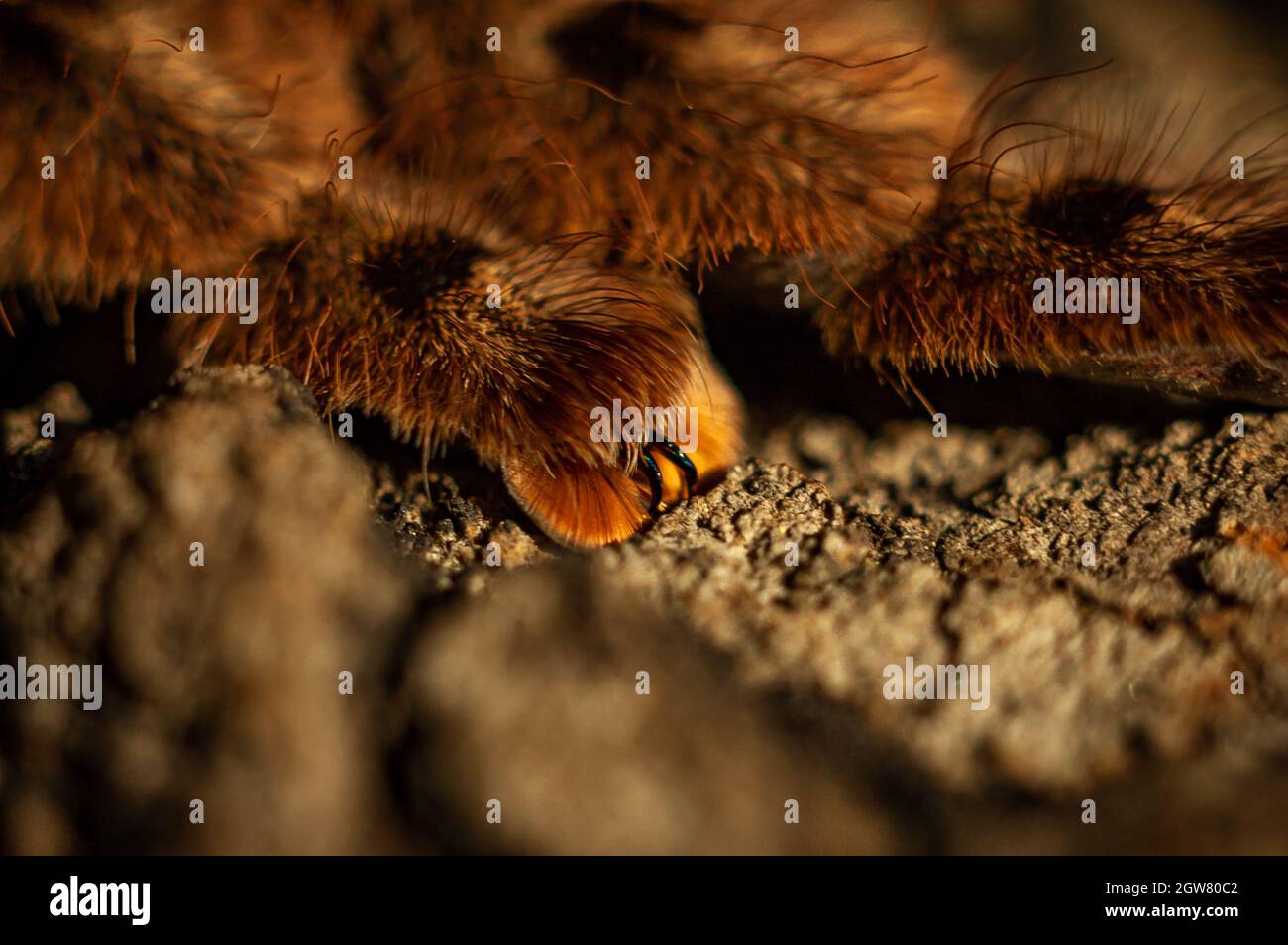 Moths of poland hi-res stock photography and images - Alamy