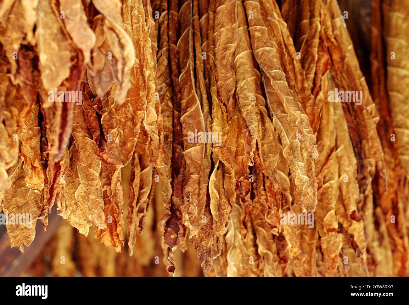 Tabaco leafs hi-res stock photography and images - Alamy