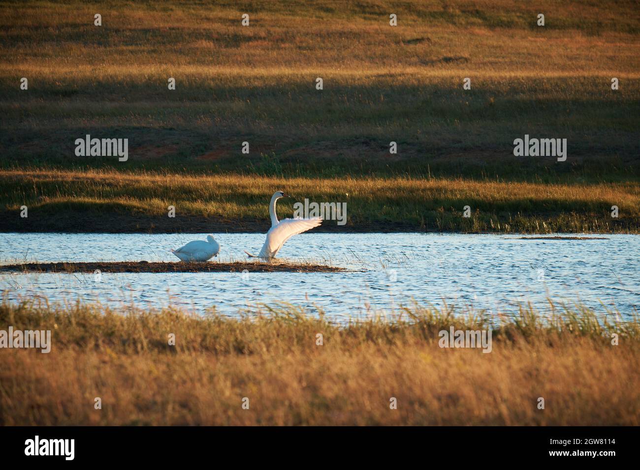 Middle swan hi-res stock photography and images - Alamy