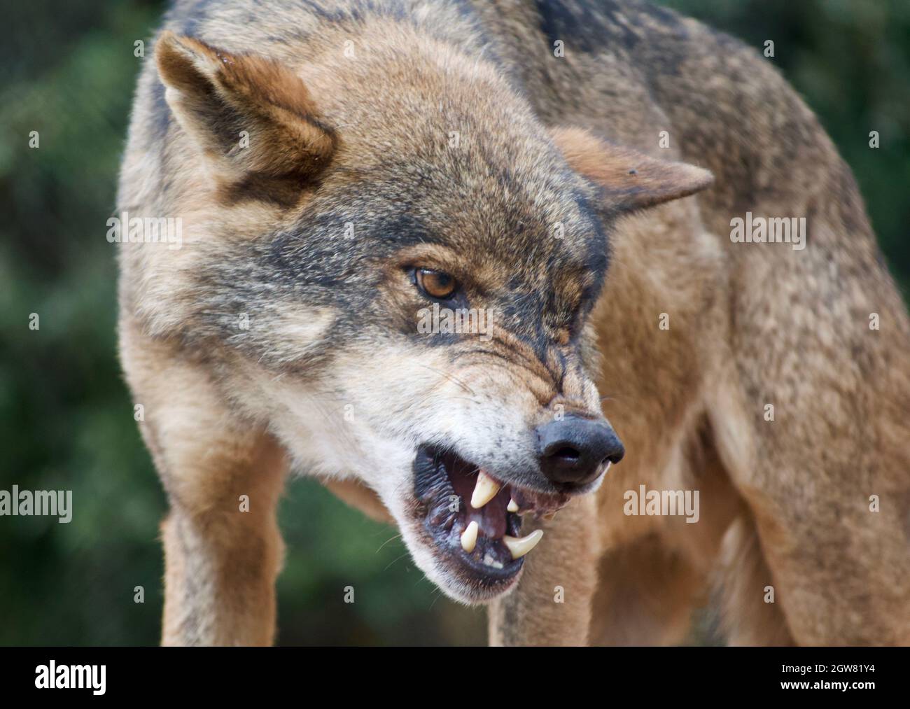 Angry wolf teeth hi-res stock photography and images - Alamy