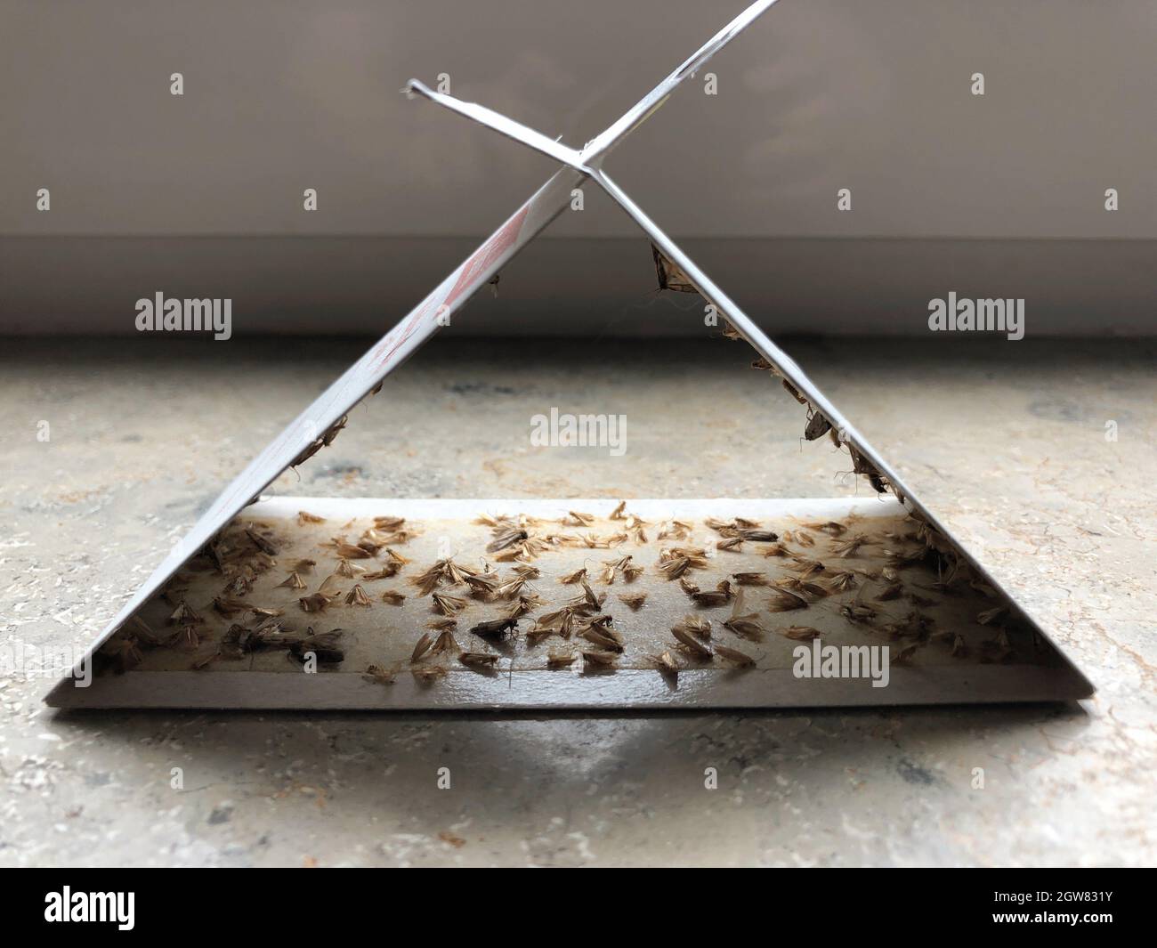 Moth trap people hi-res stock photography and images - Alamy