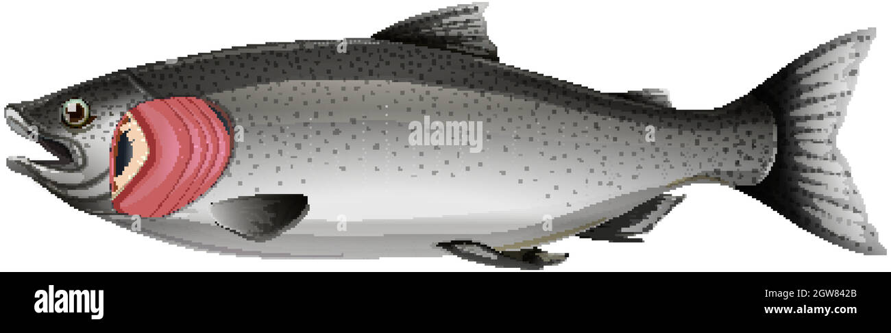 Salmon fish with gills on white background Stock Vector Image & Art - Alamy