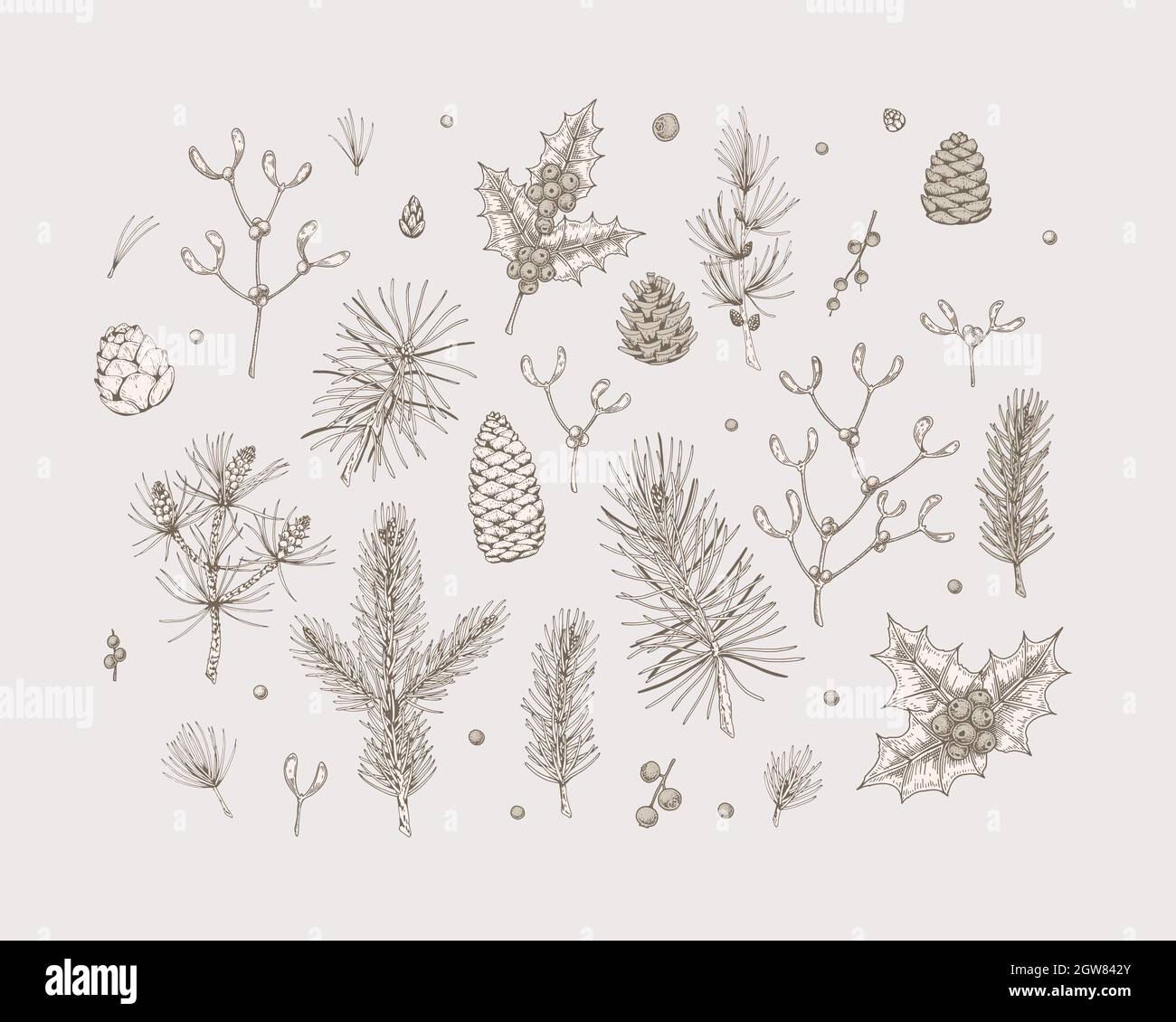 Set of hand drawn Christmas plants. Design elements for Christmas cards ...
