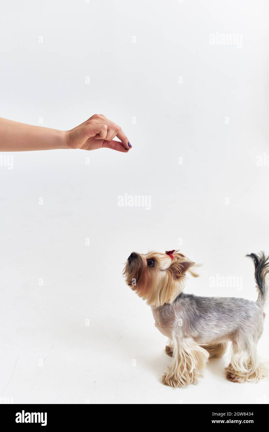 little dog mammals friend of human light background Stock Photo - Alamy