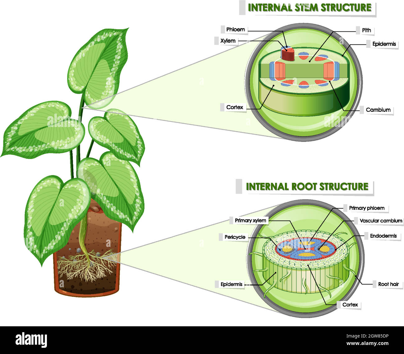 Sistema Vascular De La Planta Reino Vegetal: Clasificación Y