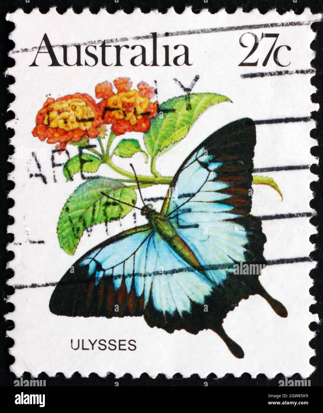 Ulysses swallowtail hi-res stock photography and images - Alamy