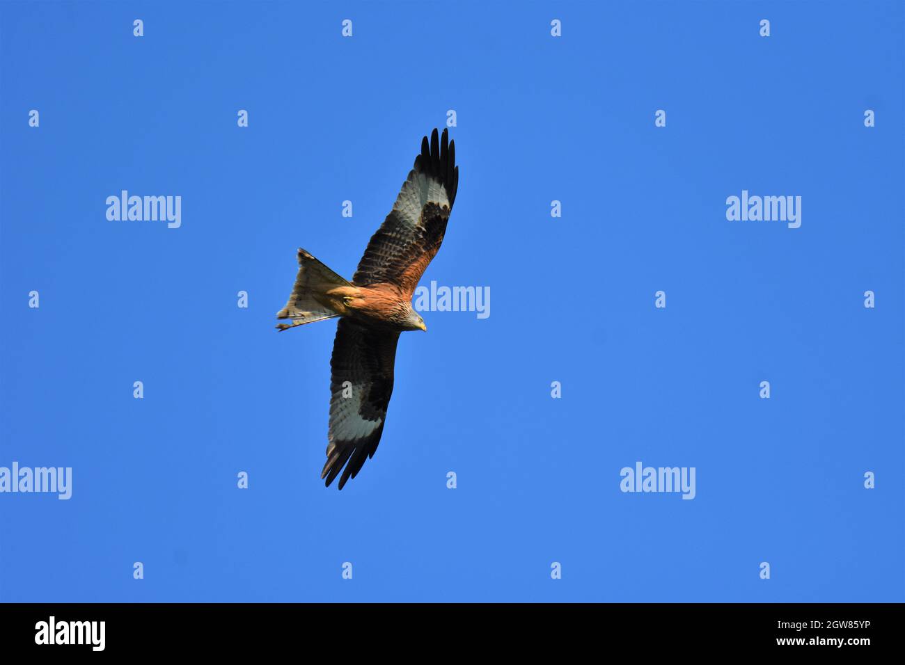 Red kite below hi-res stock photography and images - Alamy