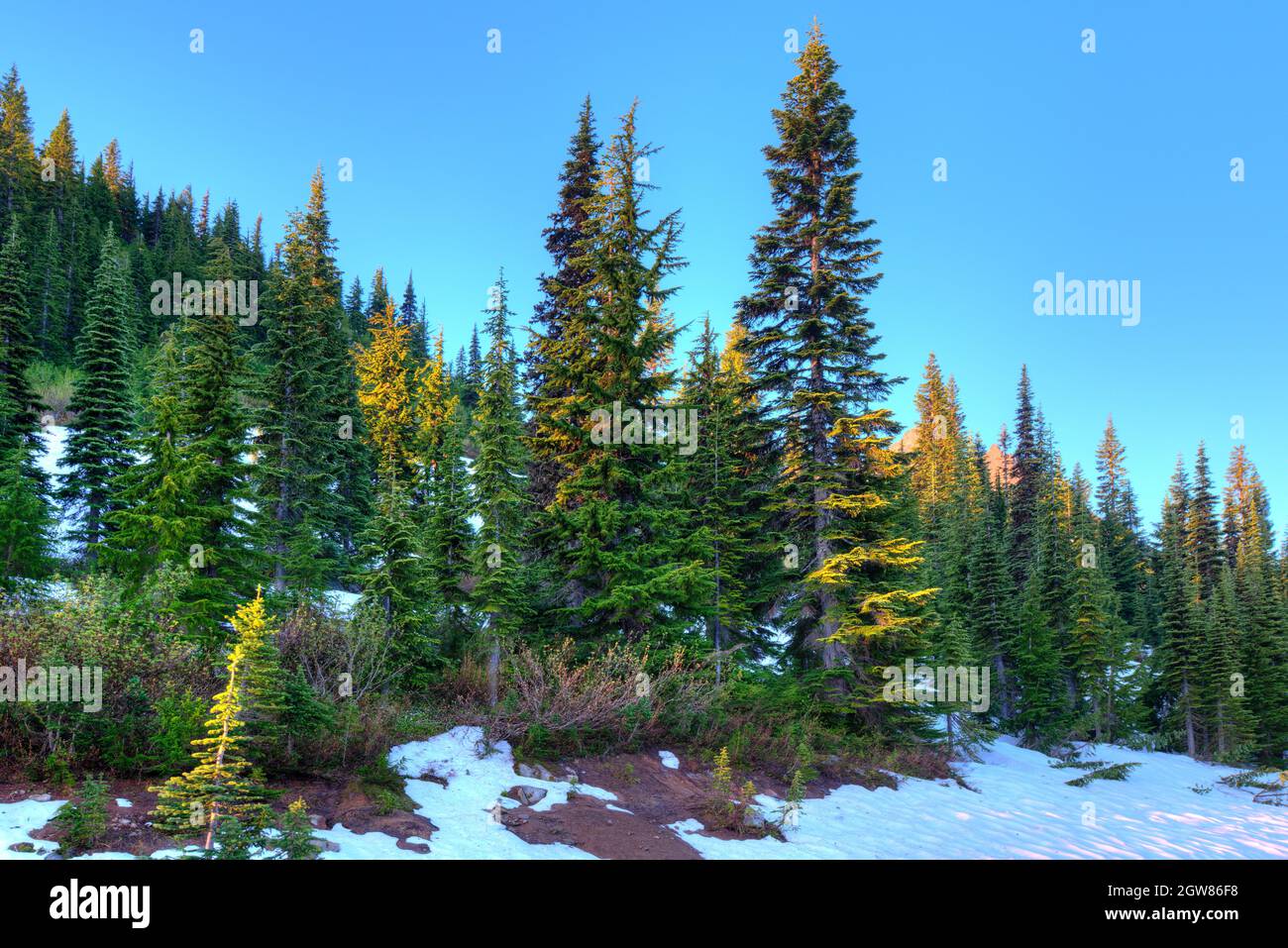 Mount rainier with coniferous forest hi-res stock photography and ...