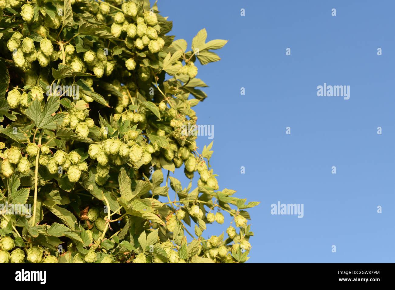 Botany hop humulus common hi-res stock photography and images - Alamy