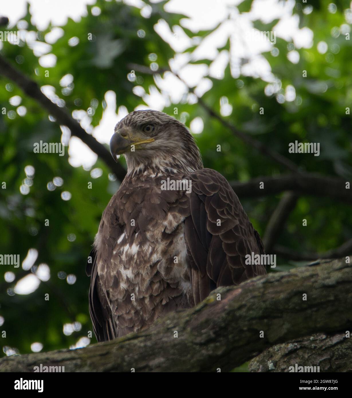 The brooklyn eagle hi-res stock photography and images - Alamy