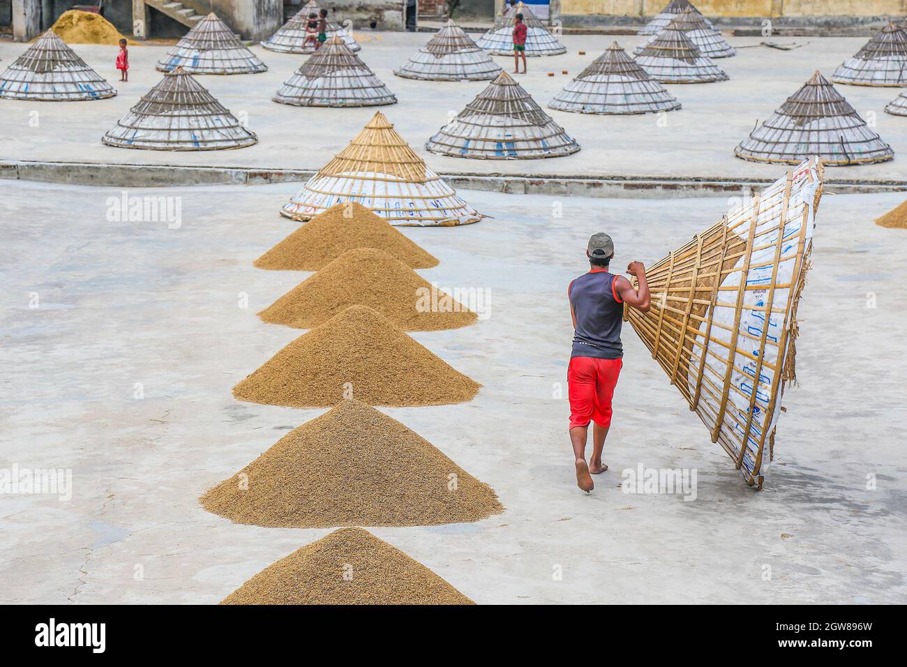 Paddy drying filed Stock Photo - Alamy