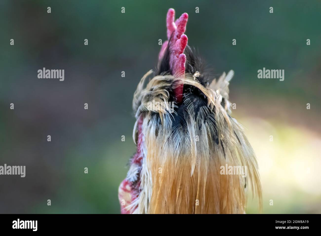 Botswana gaborone hi-res stock photography and images - Alamy