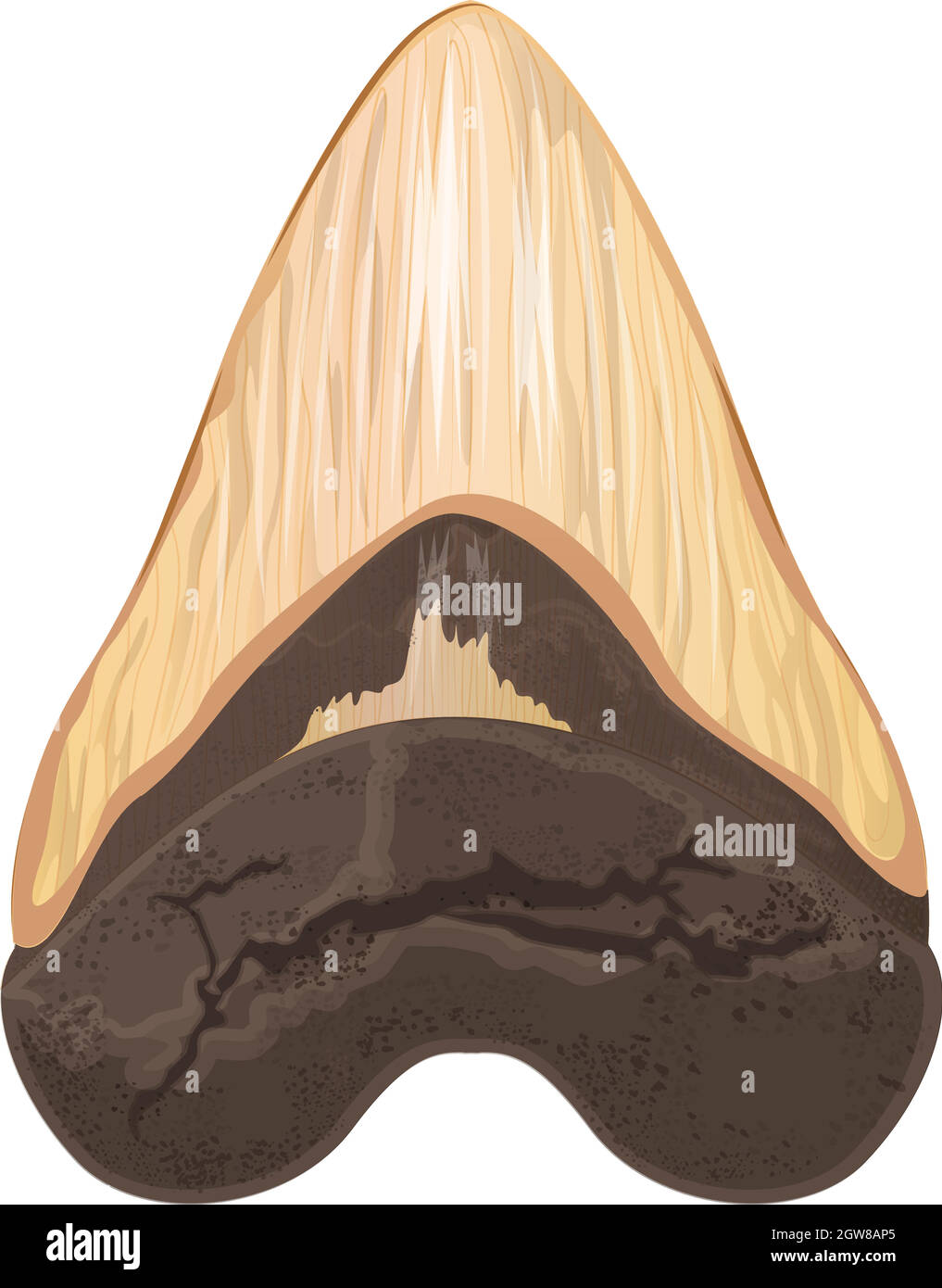 Megalodon jaw Stock Vector Images - Alamy