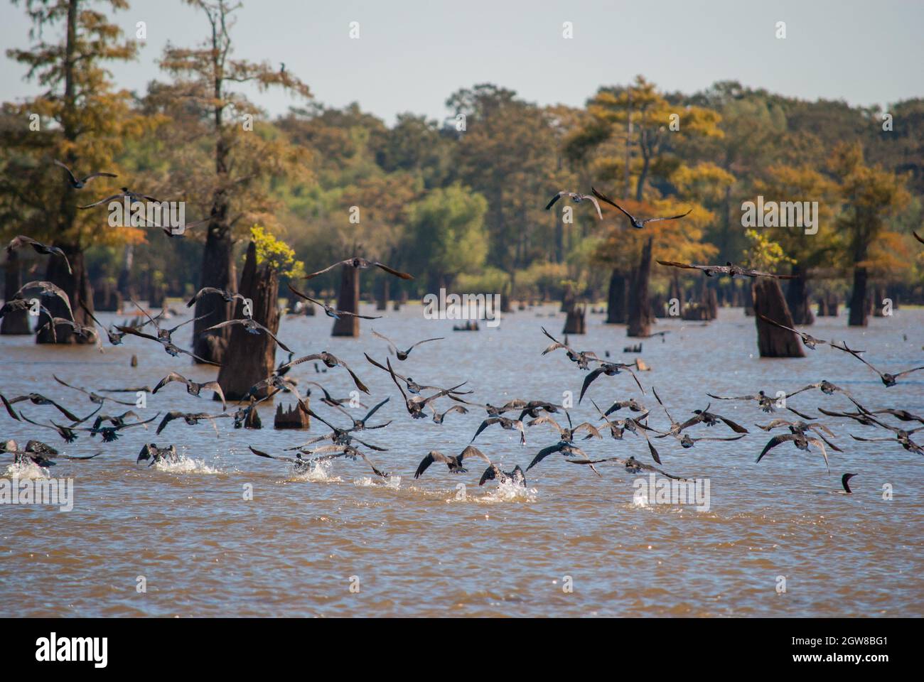 Birds flying over swamp hi-res stock photography and images - Alamy