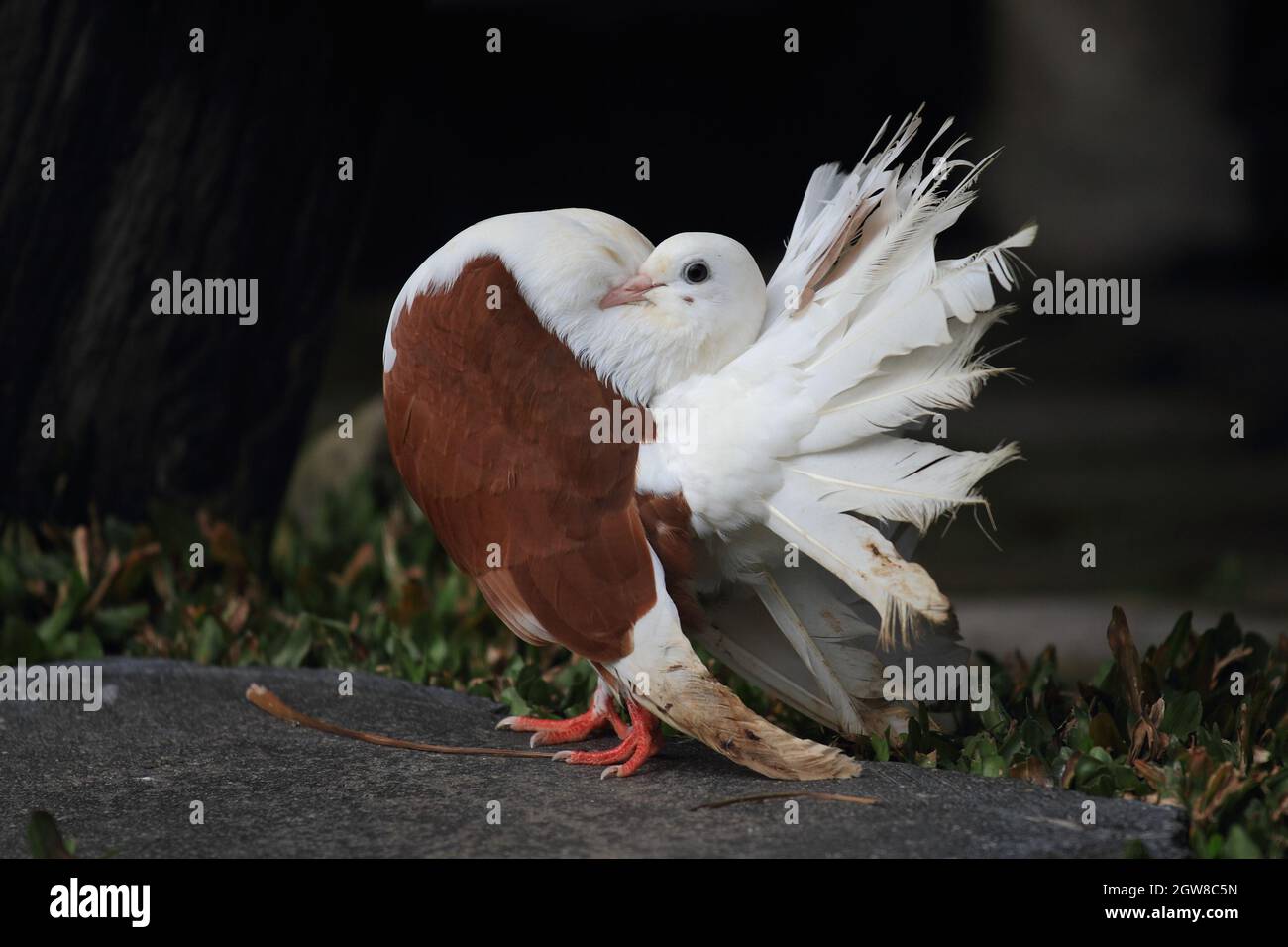 Jacobin Pigeon High Resolution Stock Photography and Images - Alamy