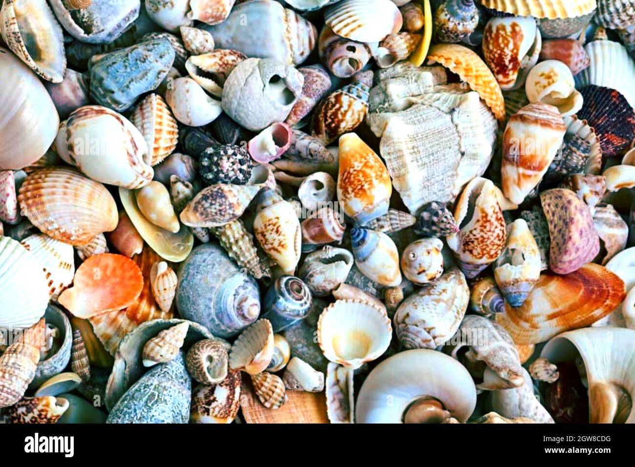 Group of shells hi-res stock photography and images - Alamy