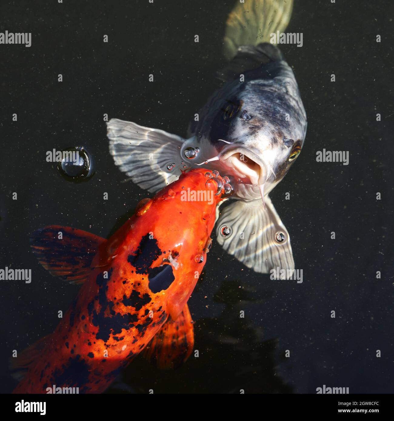 Lake koy fish hi-res stock photography and images - Alamy