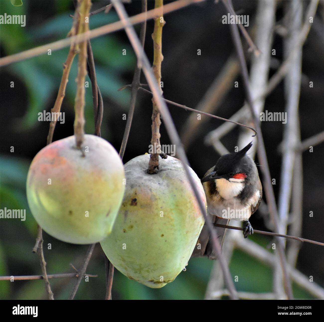 Bird eating mango hi-res stock photography and images - Alamy