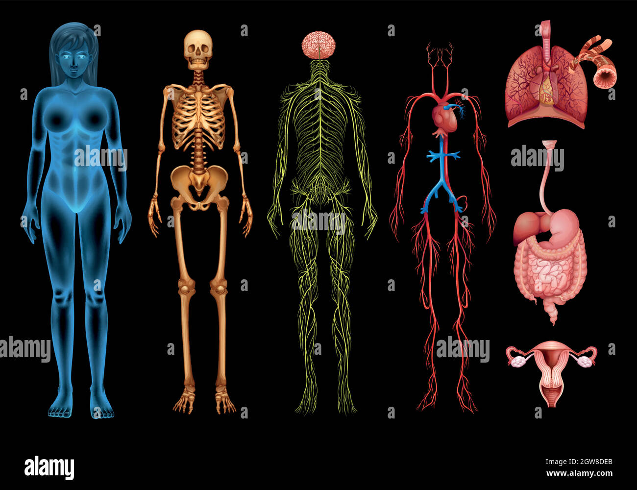 Human body organs brain hi-res stock photography and images - Alamy