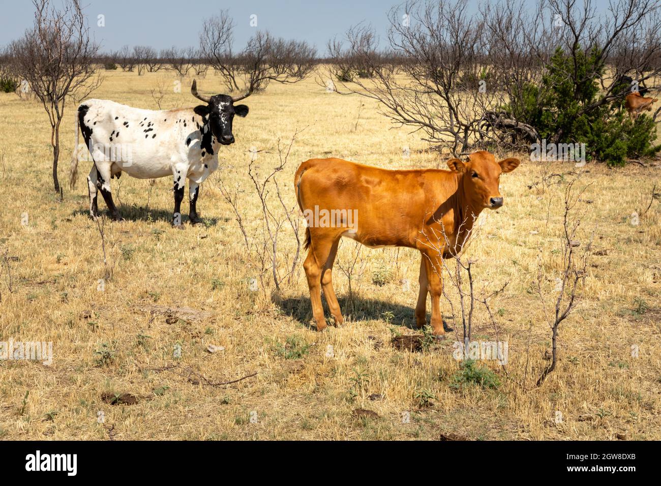 Cow in texas grassland hi-res stock photography and images - Alamy