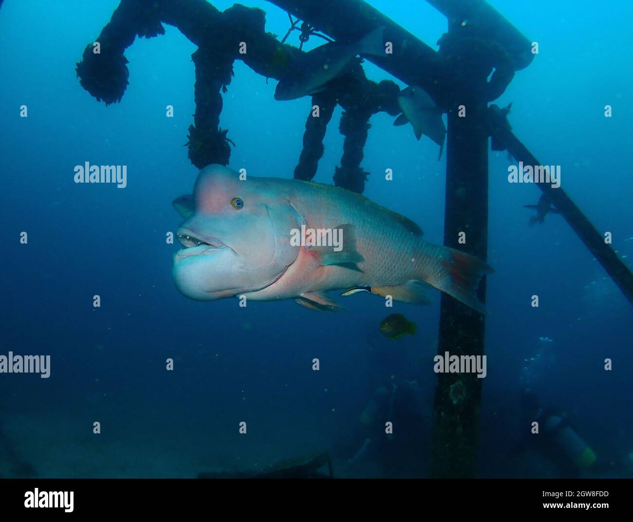 Asian sheepshead wrasse hi-res stock photography and images - Alamy