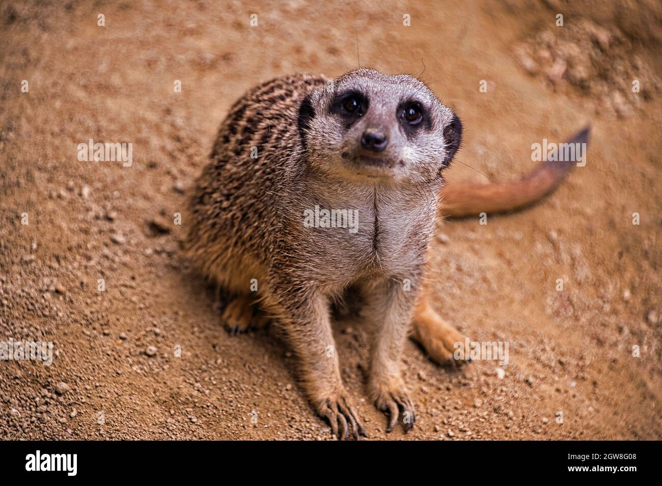 Cave head hi-res stock photography and images - Alamy