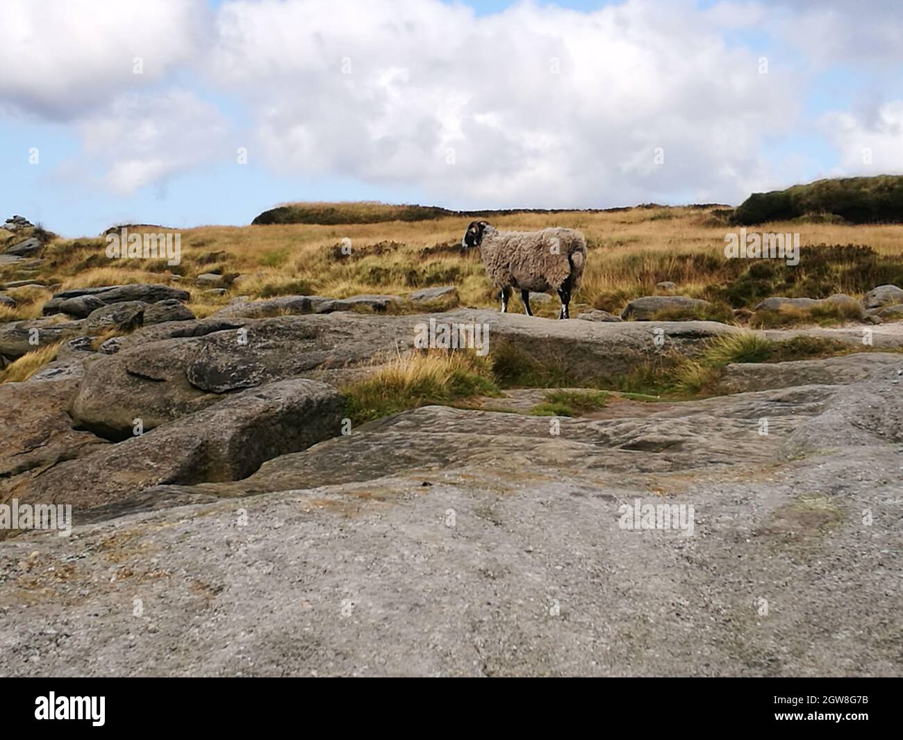 The lost sheep hi-res stock photography and images - Alamy