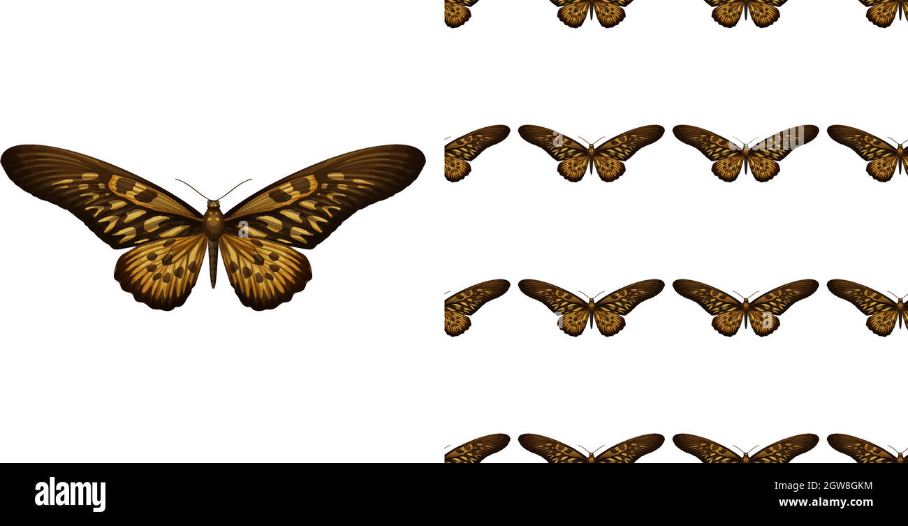 Butterfly Wing Pattern