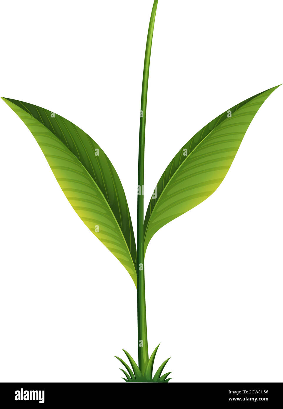 Tropical plant green background Stock Vector Images - Alamy