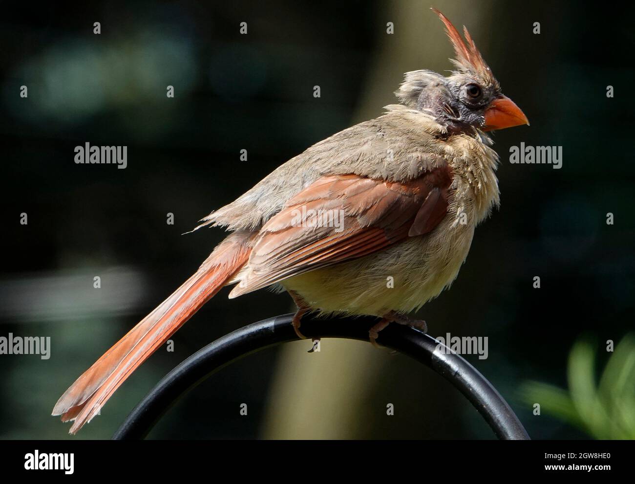 Northern cardinal molting hi-res stock photography and images - Alamy