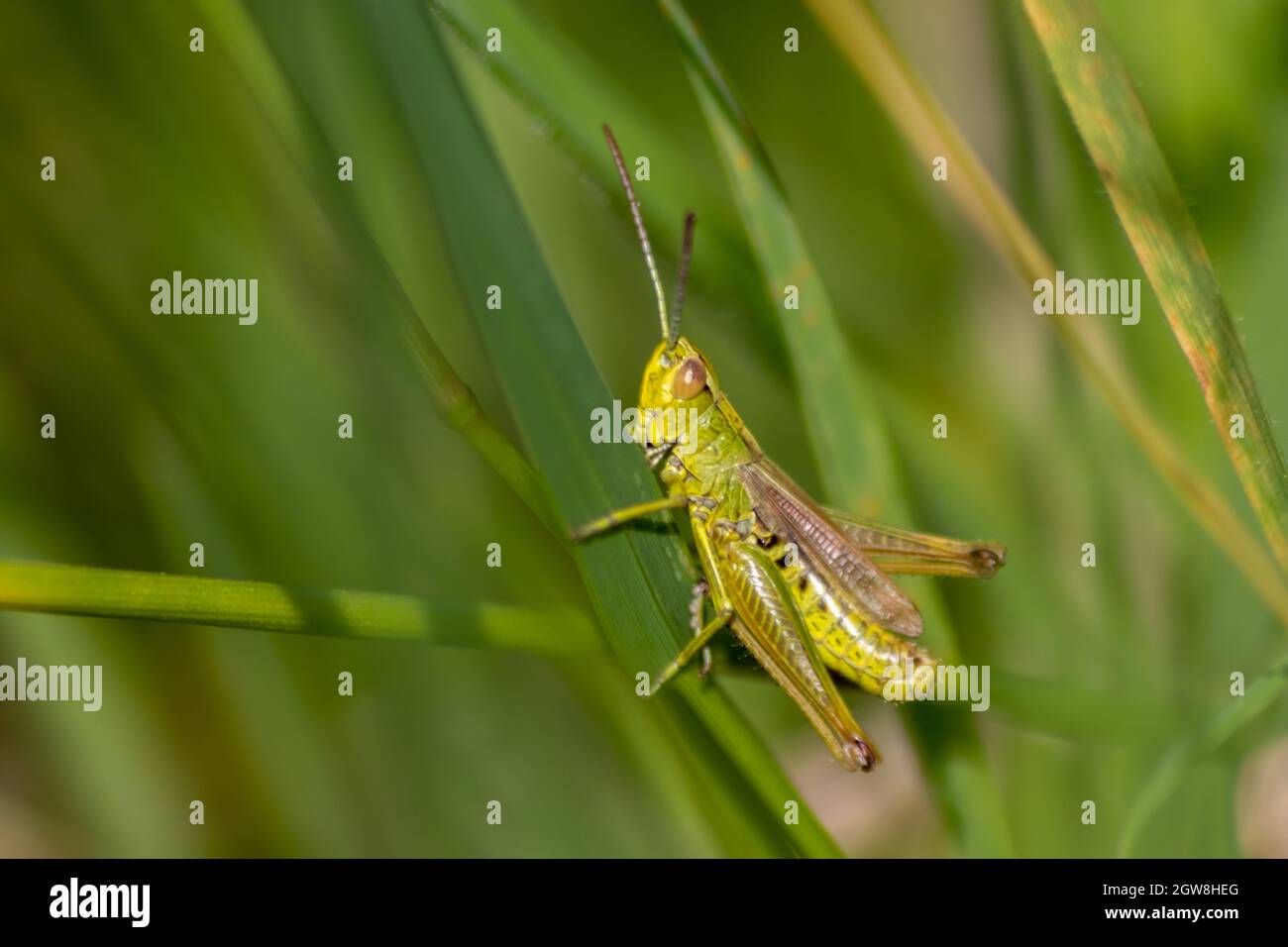 Hopping through grass hi-res stock photography and images - Alamy