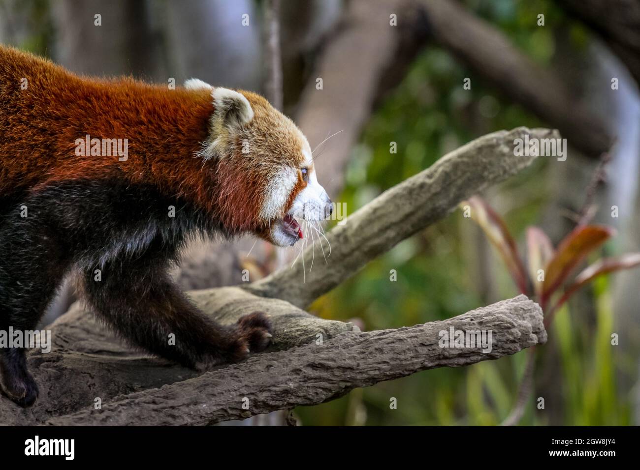 Red panda climbing tree zoo hi-res stock photography and images - Alamy