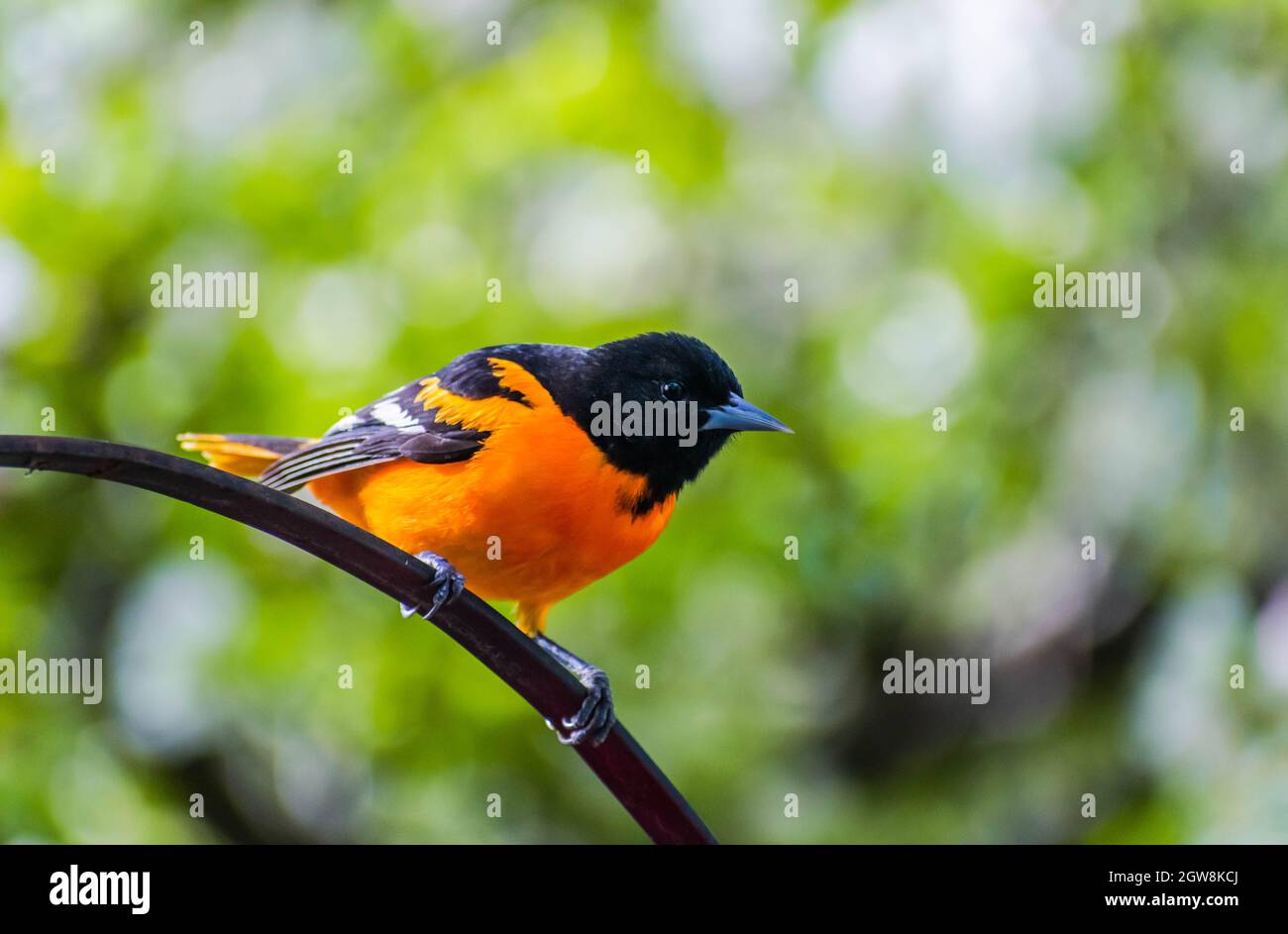 Northern baltimore oriole hi-res stock photography and images - Alamy