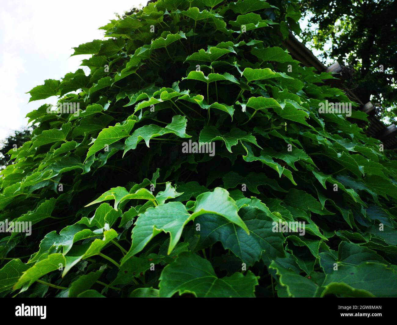 Curled foliage hi-res stock photography and images - Alamy