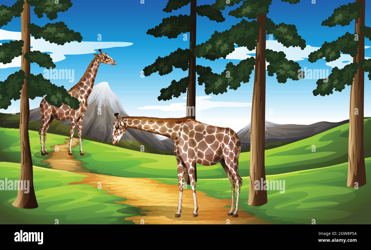 Giraffe tallest land animal Stock Vector Images - Alamy