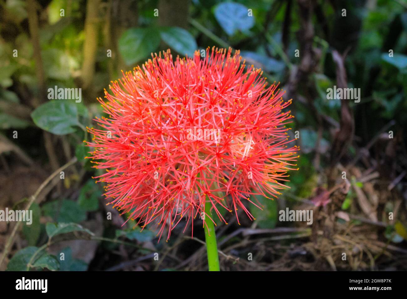 Fireball Lily High Resolution Stock Photography and Images - Alamy