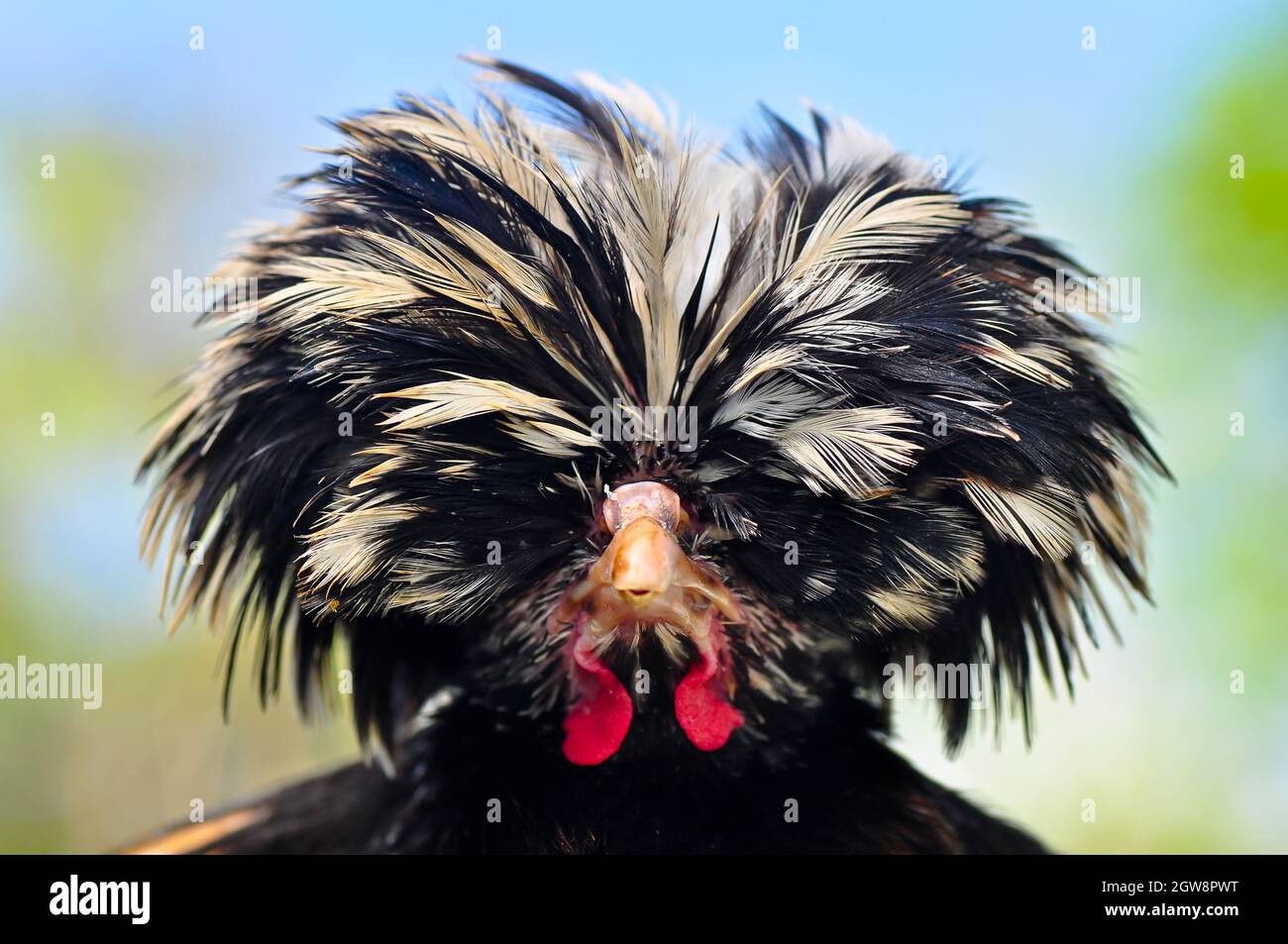 Chicken head hi-res stock photography and images - Alamy