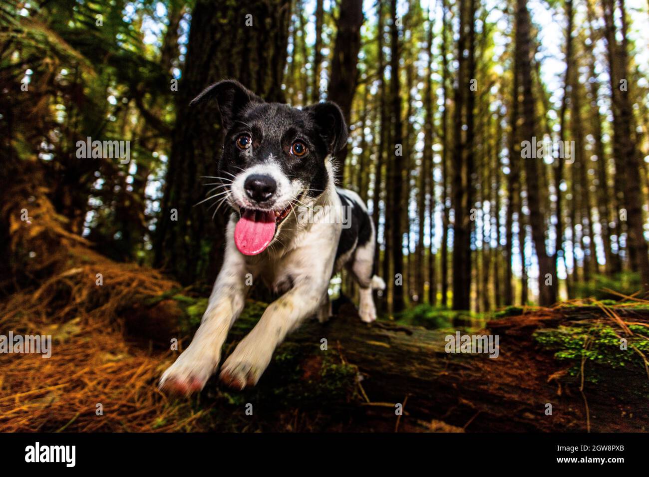 Border jack hi-res stock photography and images - Alamy