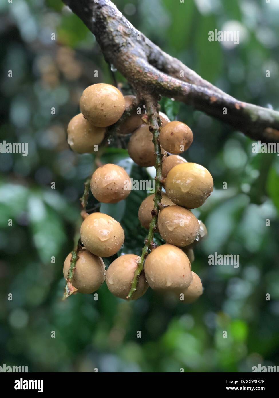 Langsat fruits hi-res stock photography and images - Alamy