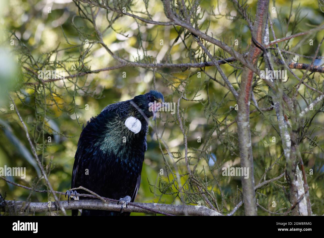 Tui branch hi-res stock photography and images - Alamy