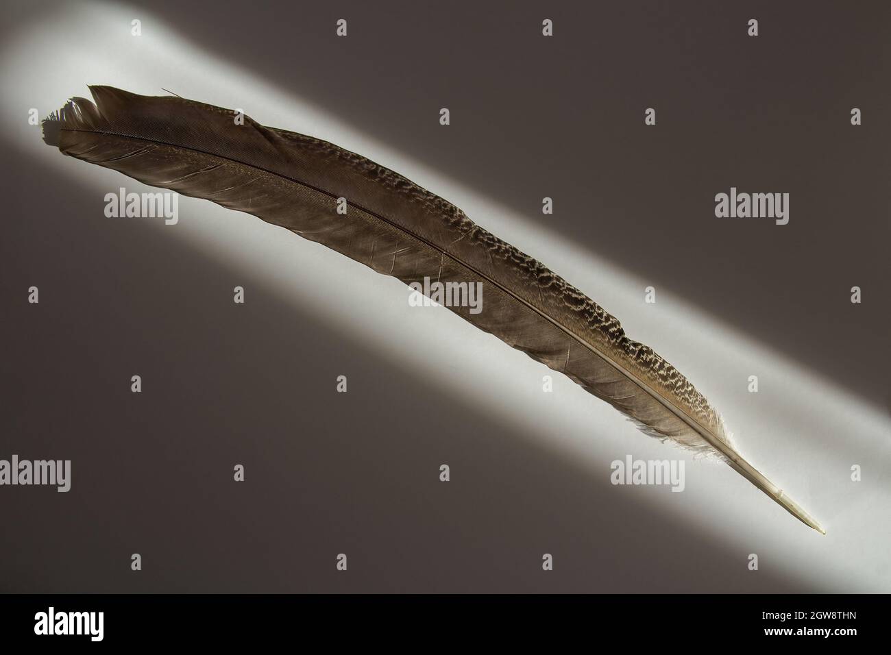 Brown peacock wing quill isolated in light shape. Modern background ...
