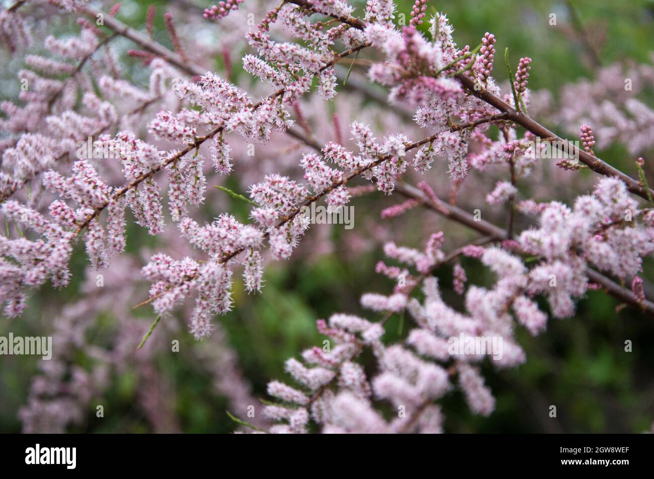Tamarisk bush in flower, Melbourne, Australia Stock Photo - Alamy