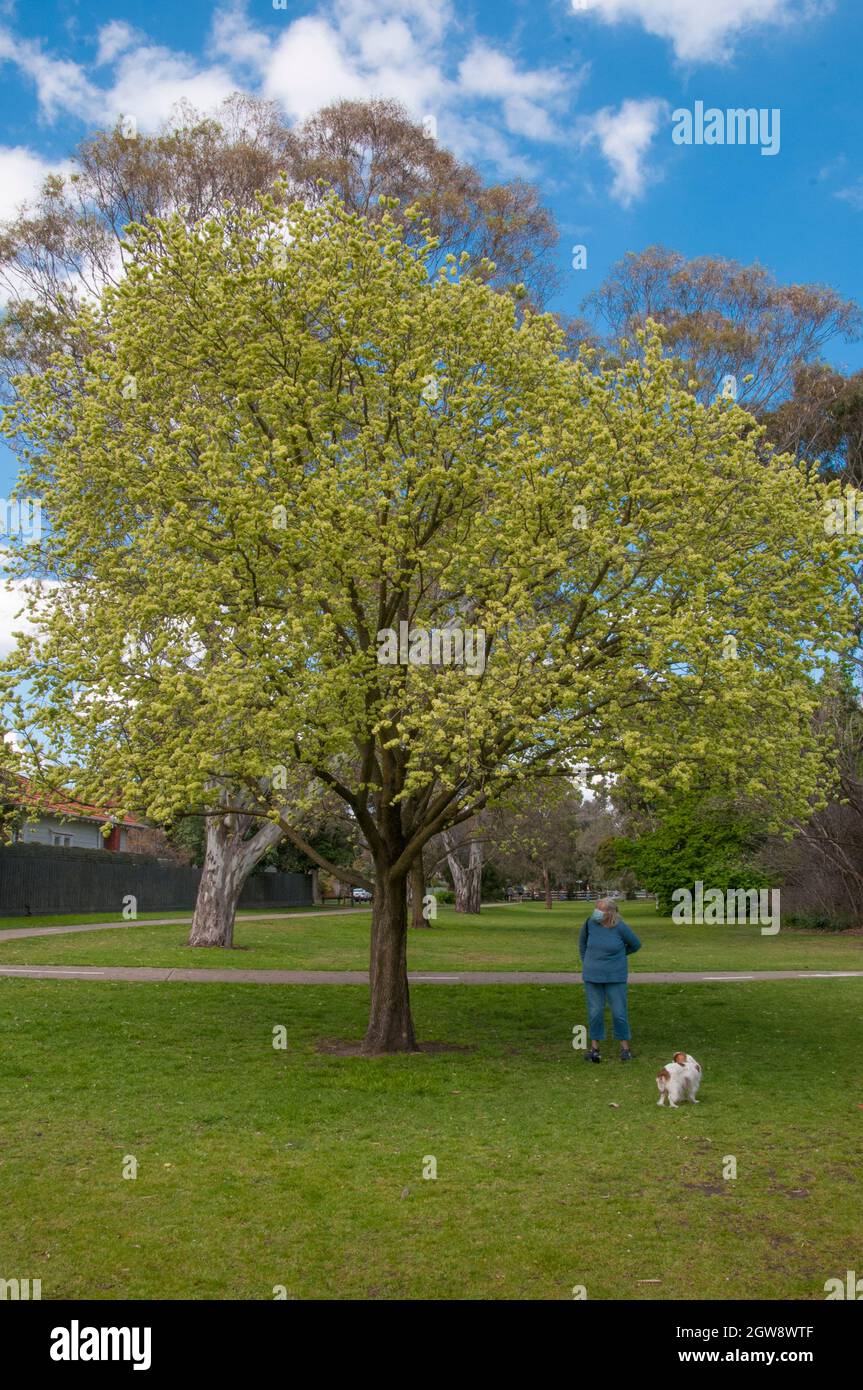 Elm tree in blossom at Boyd Park, Murrumbeena, Melbourne, Australia ...