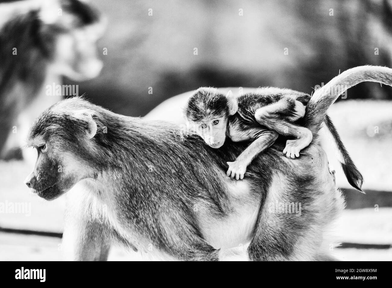 Hagenbeck zoo Black and White Stock Photos & Images - Alamy