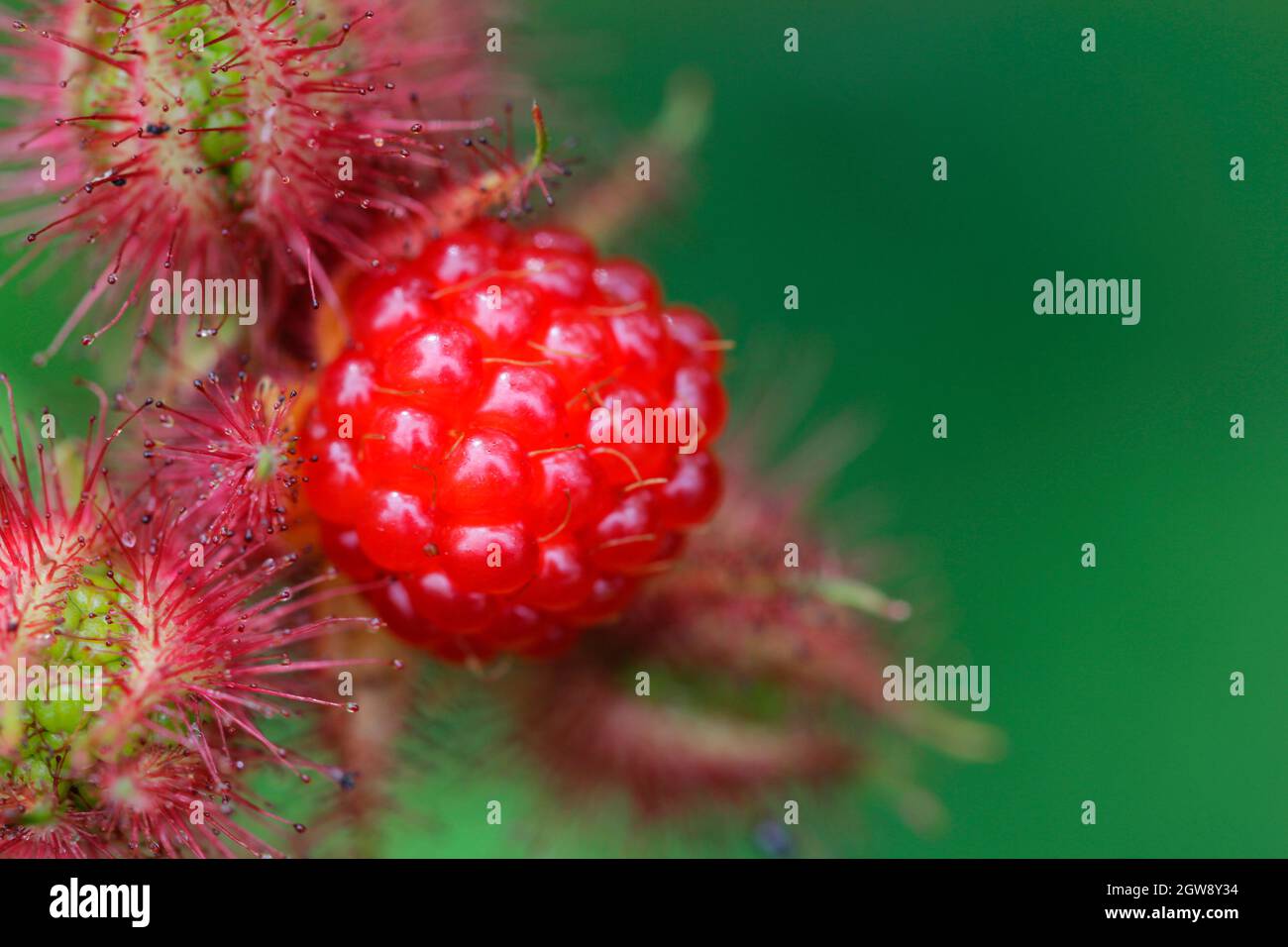 Japanese wine berries hi-res stock photography and images - Alamy