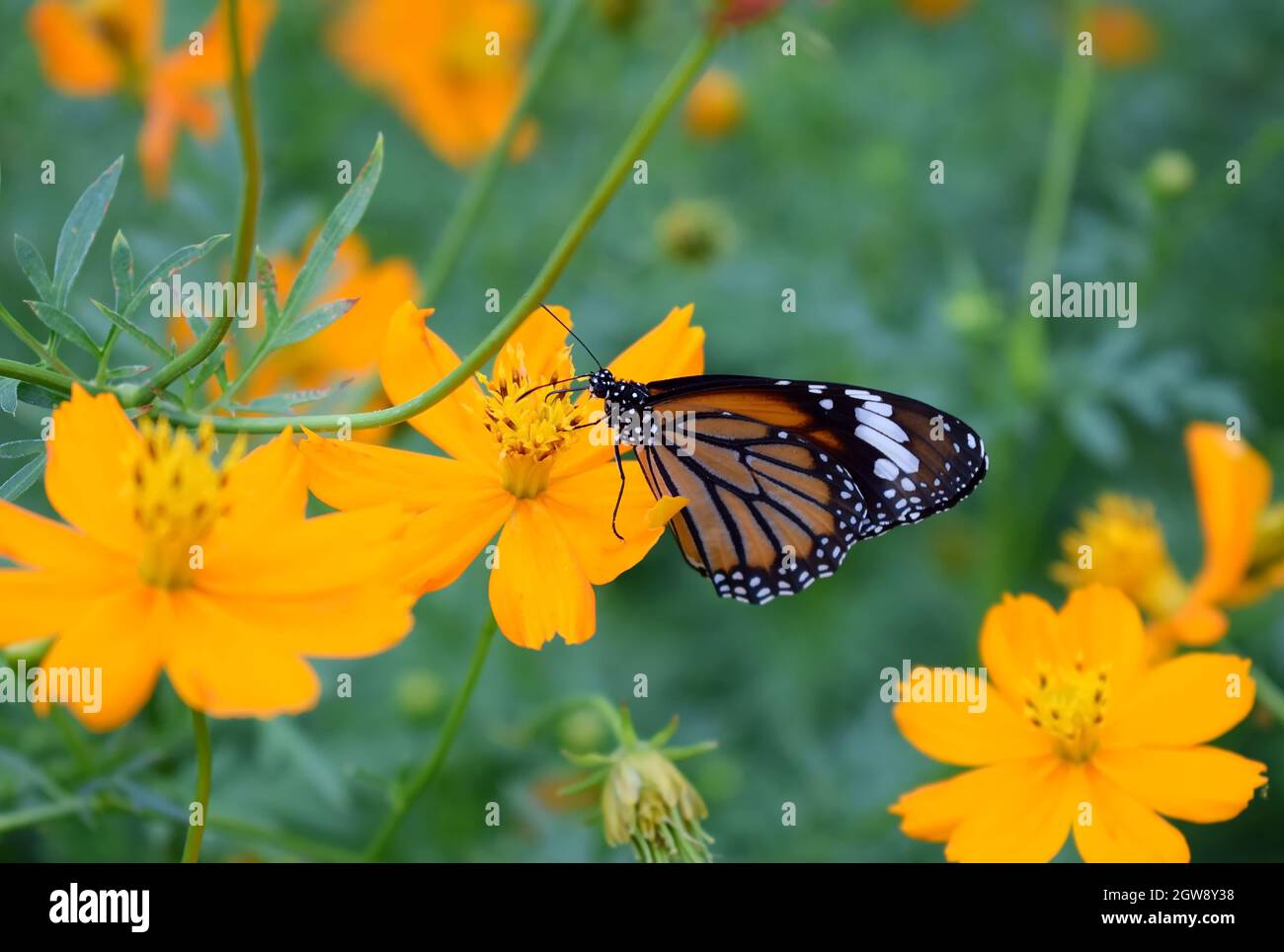 Dragonfly eating butterfly hi-res stock photography and images - Alamy