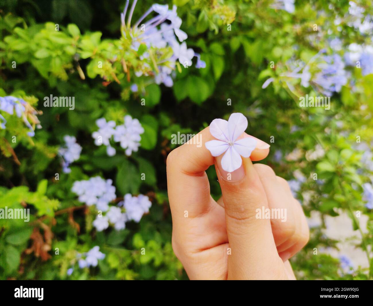 Hand pollination china hi-res stock photography and images - Alamy
