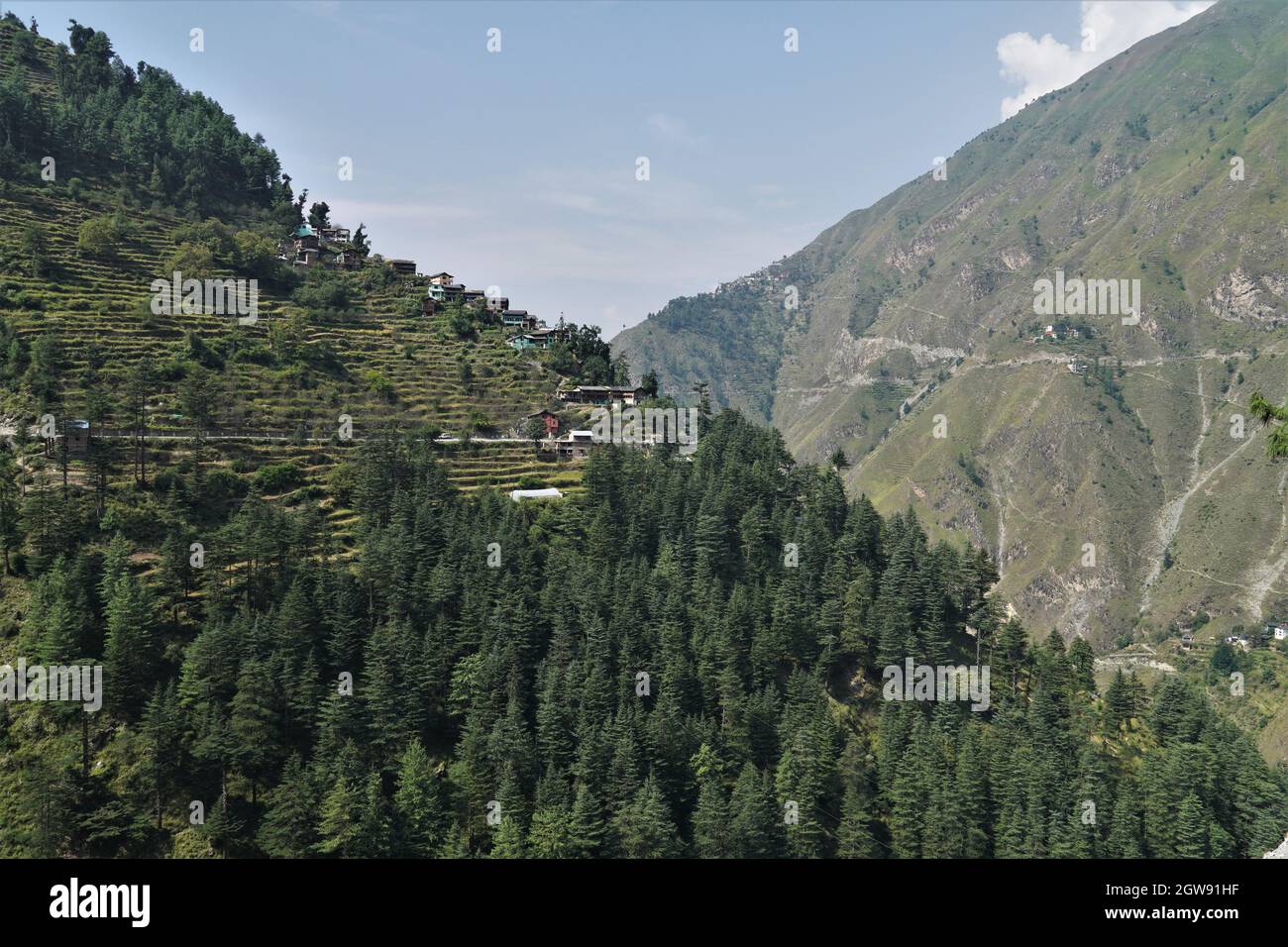 Valley of Pine trees Stock Photo - Alamy
