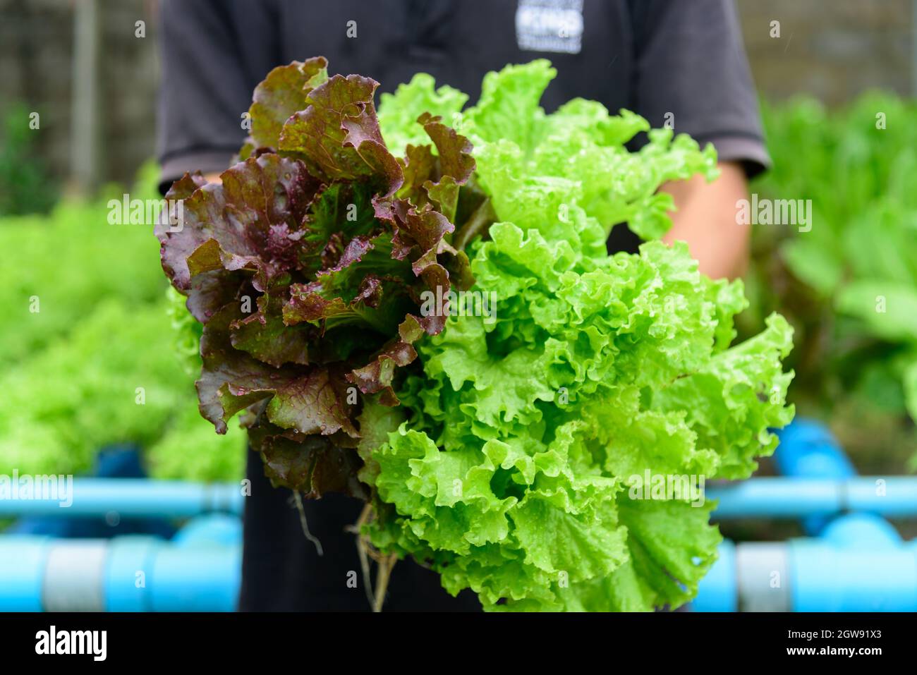 Green coral vegetable in water trough of hydroponics Stock Photo - Alamy